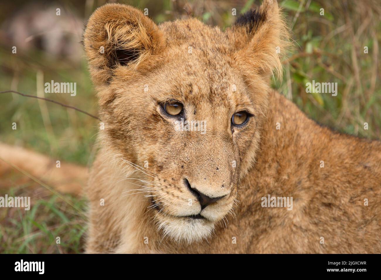 Afrikanischer Löwe / African Lion / Panthera Leo Stock Photo - Alamy