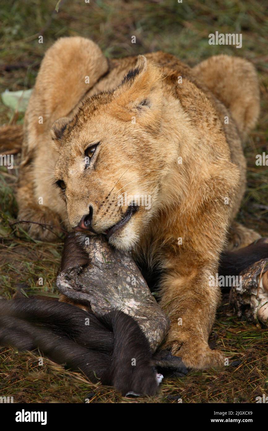 Afrikanischer Löwe / African Lion / Panthera Leo Stock Photo - Alamy