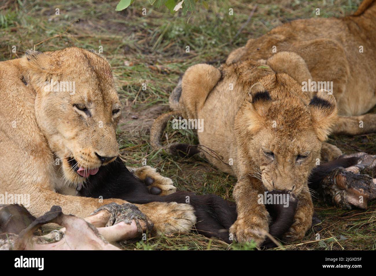 Panthera leo kind of predatory mammals hi-res stock photography and ...