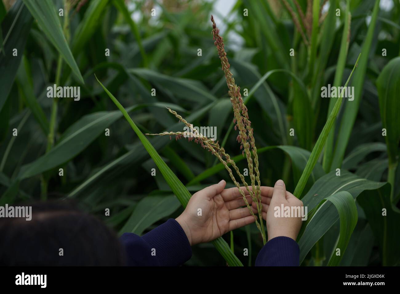Corn in the rainy season with little sunlight, affects the growth of ...