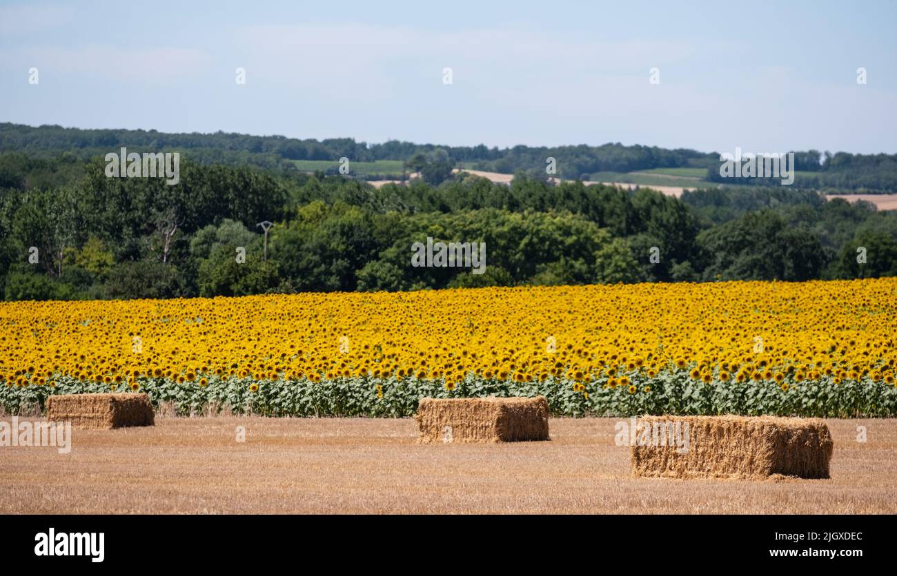 Bright yellow sunflowers growing in a field in a farming area near ...