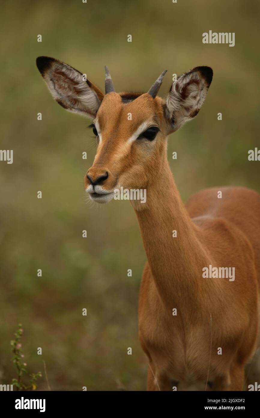 Schwarzfersenantilope / Impala / Aepyceros melampus Stock Photo - Alamy