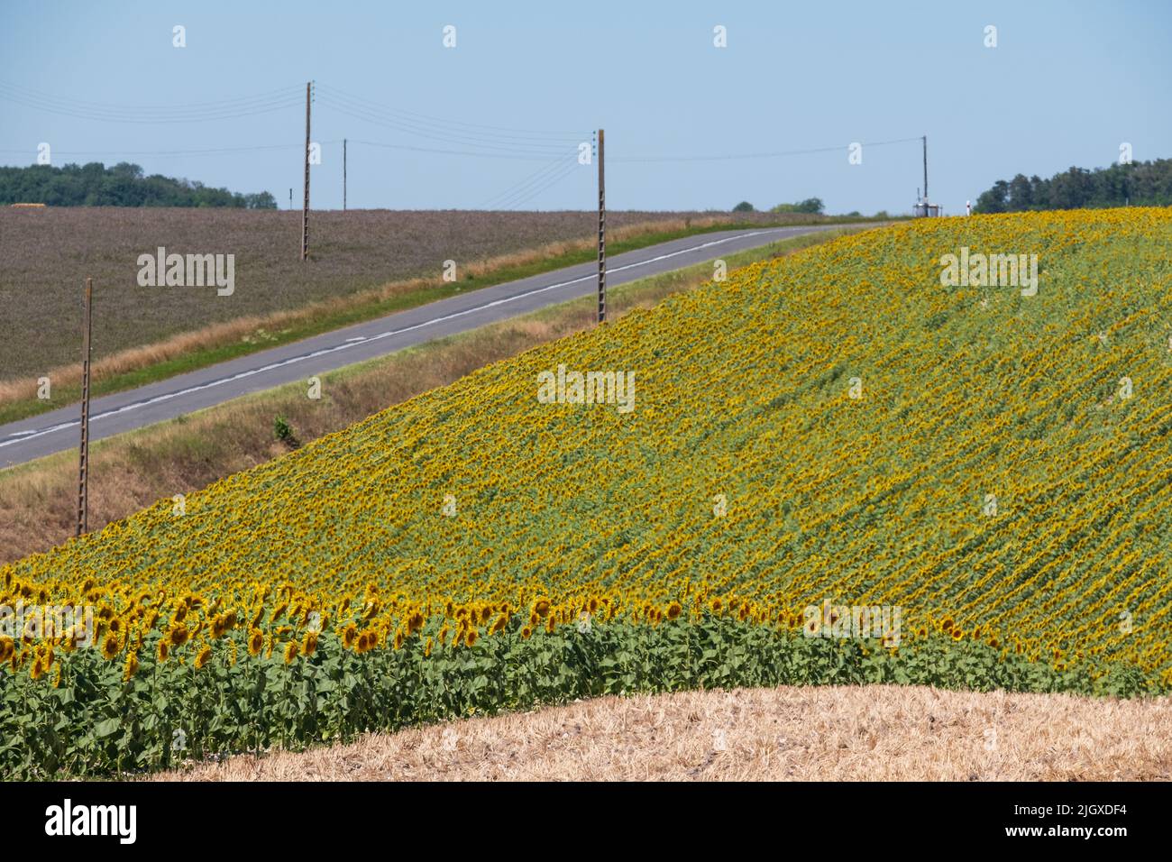 Bright yellow sunflowers growing in a field in a farming area near ...