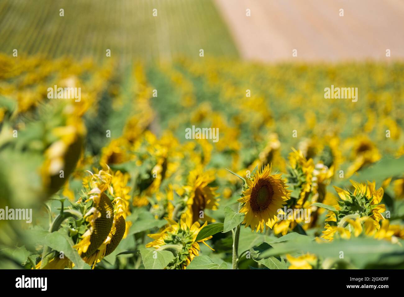 Bright yellow sunflowers growing in a field in a farming area near ...