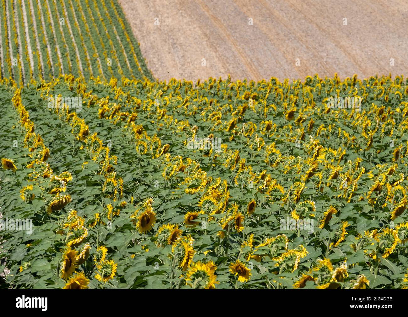 Bright yellow sunflowers growing in a field in a farming area near ...