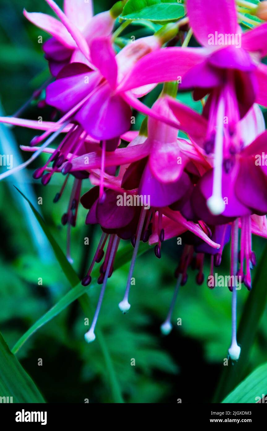 Fuchsica hi-res stock photography and images - Alamy