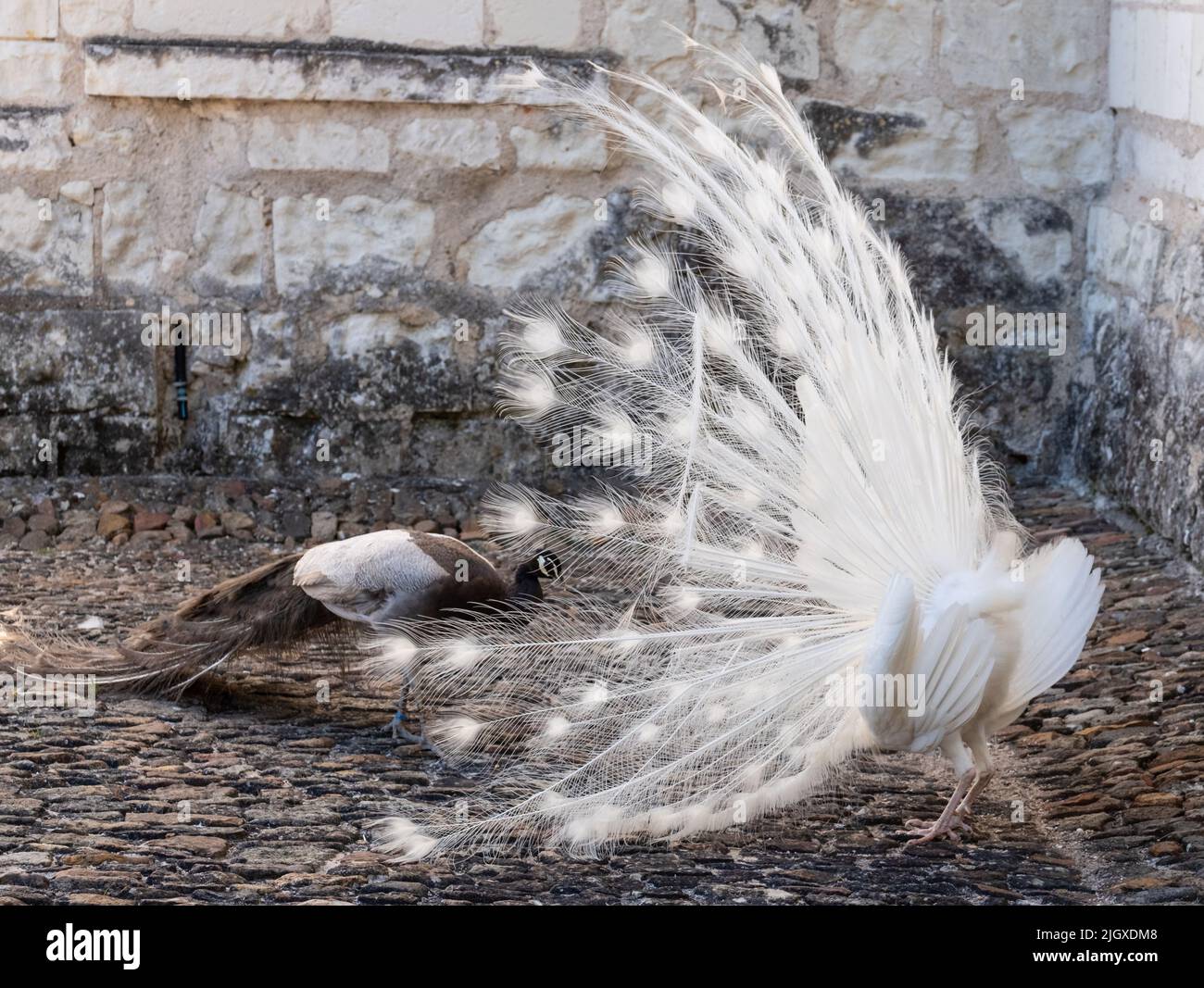 Two peafowl, one a white peahen and the other an opal peacock ...