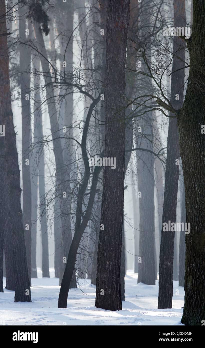 Winter forest with black tree trunks and sun gleams on snowdrifts Stock ...