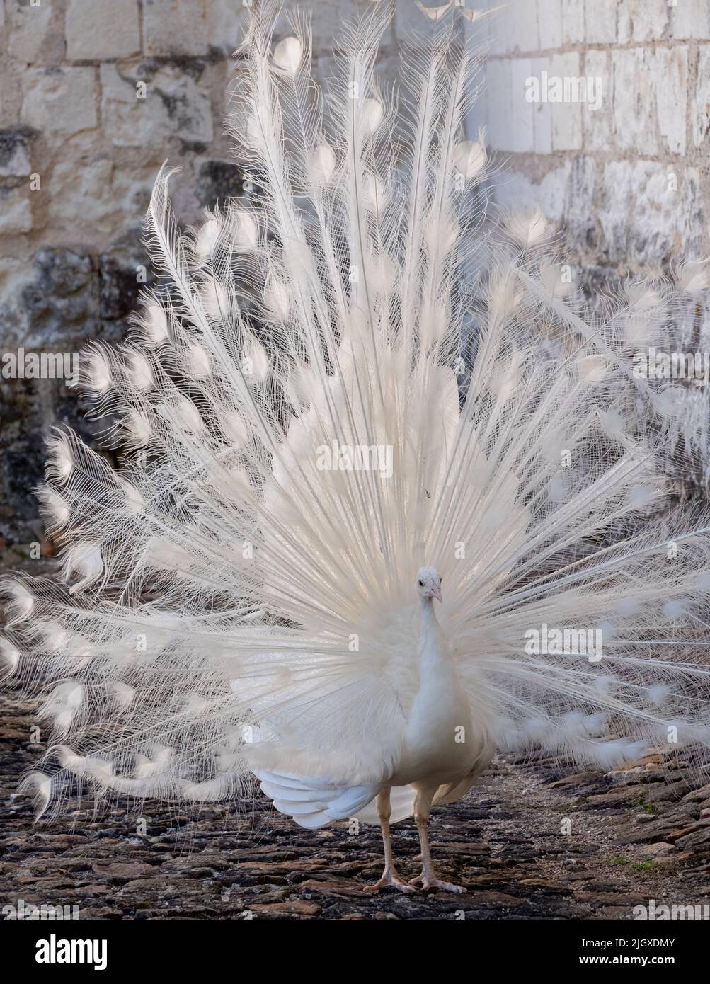 White peacock displaying its feathers as part of a mating ritual, in ...