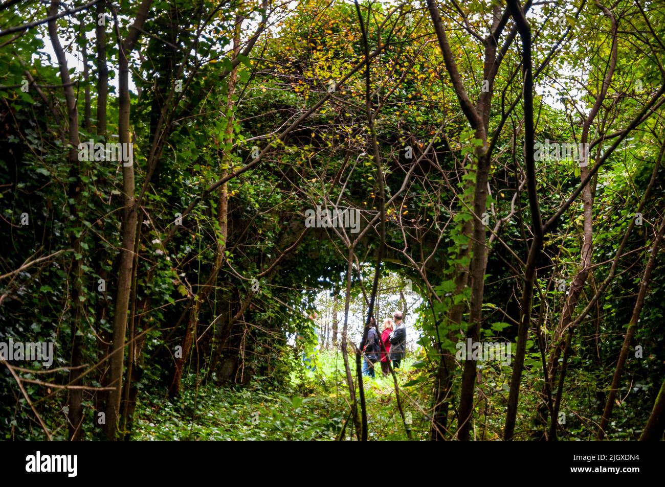 Arched ruins in Deerpark historic woodlands in County Cavan, Virginia ...