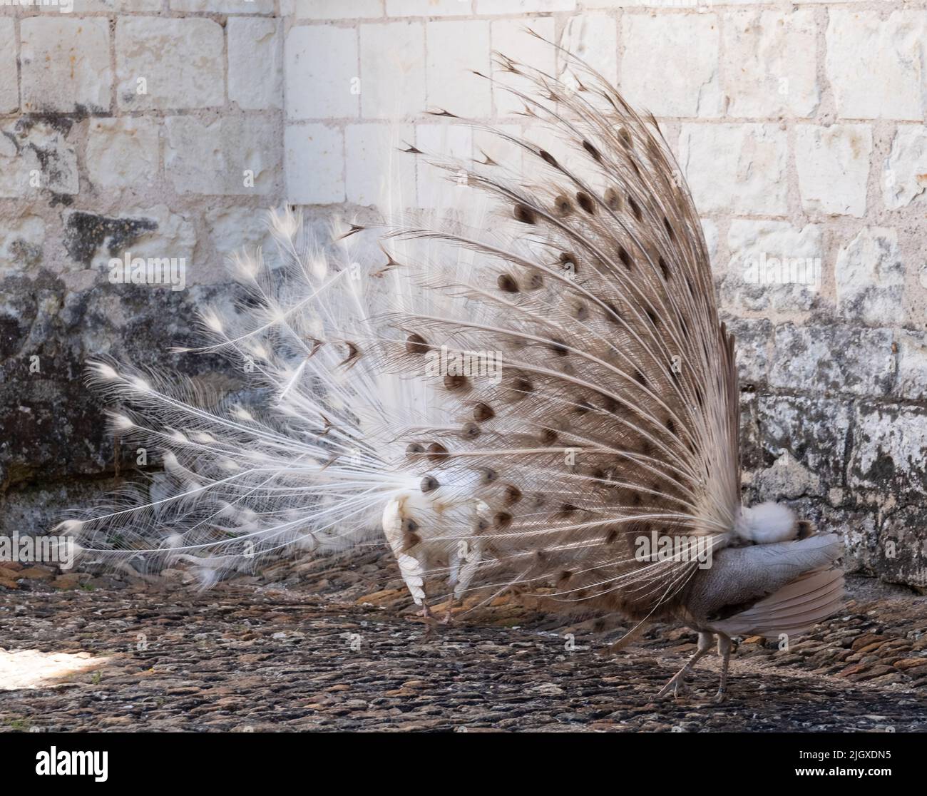 Two peafowl, one a white peahen and the other an opal peacock ...