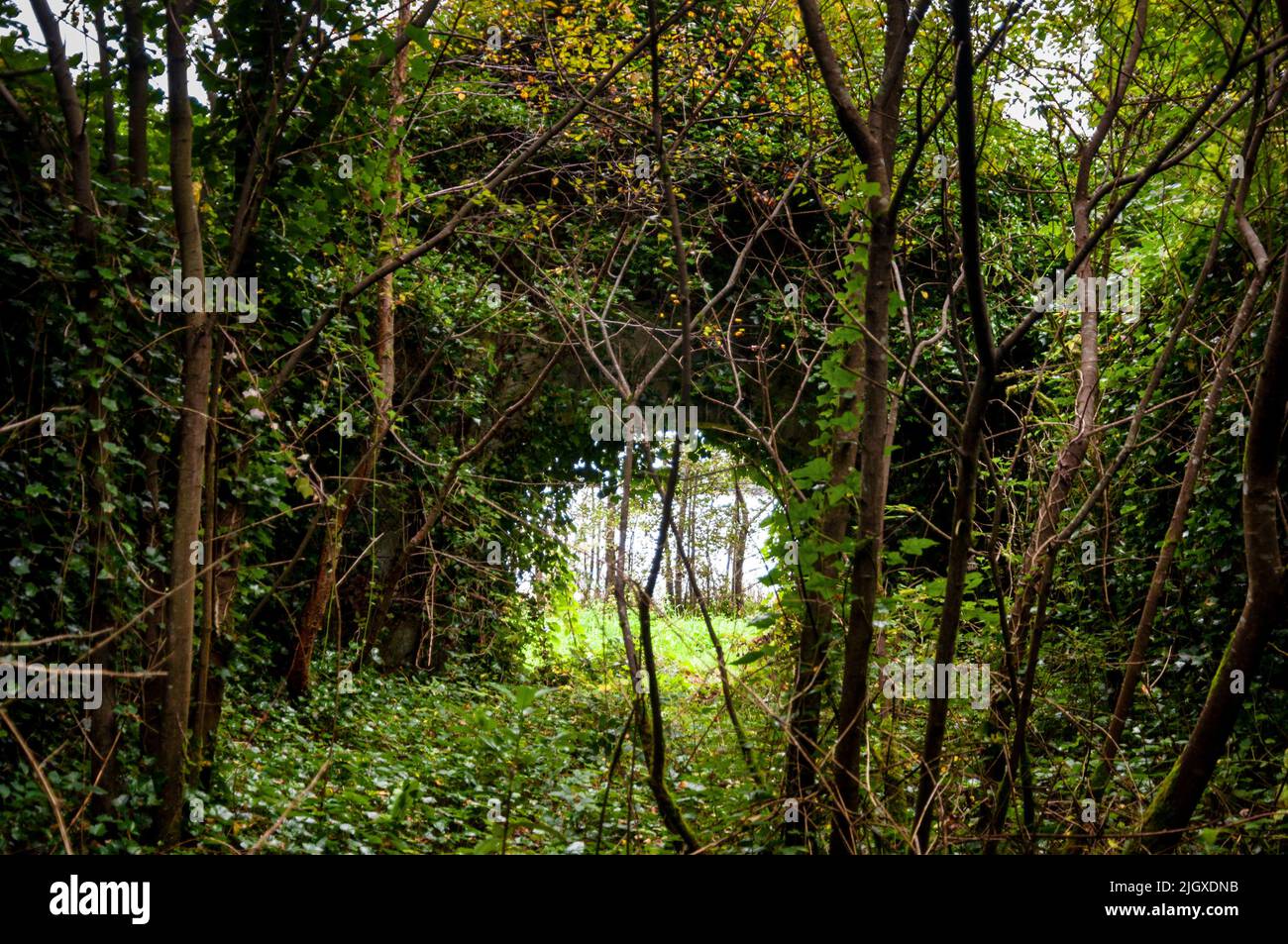 Arched ruins in Deerpark historic woodlands in County Cavan, Virginia ...