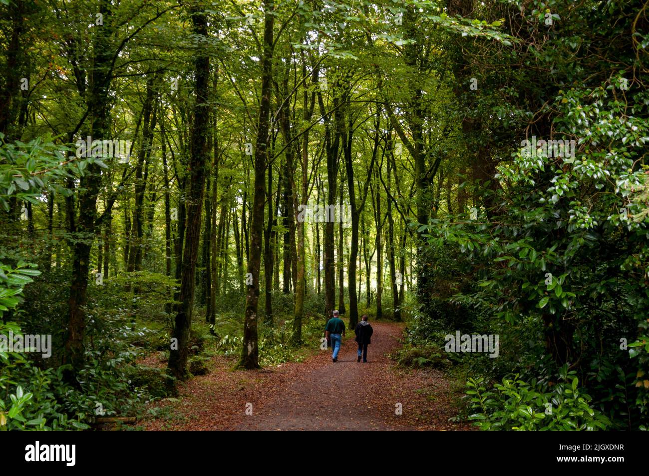 Deerpark forest walk hi-res stock photography and images - Alamy