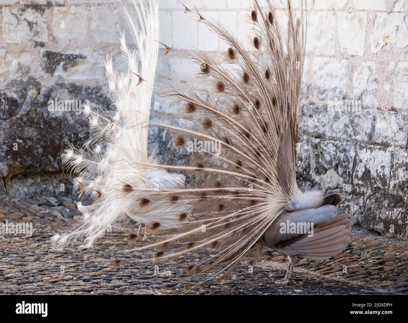 Two peafowl, one a white peahen and the other an opal peacock ...