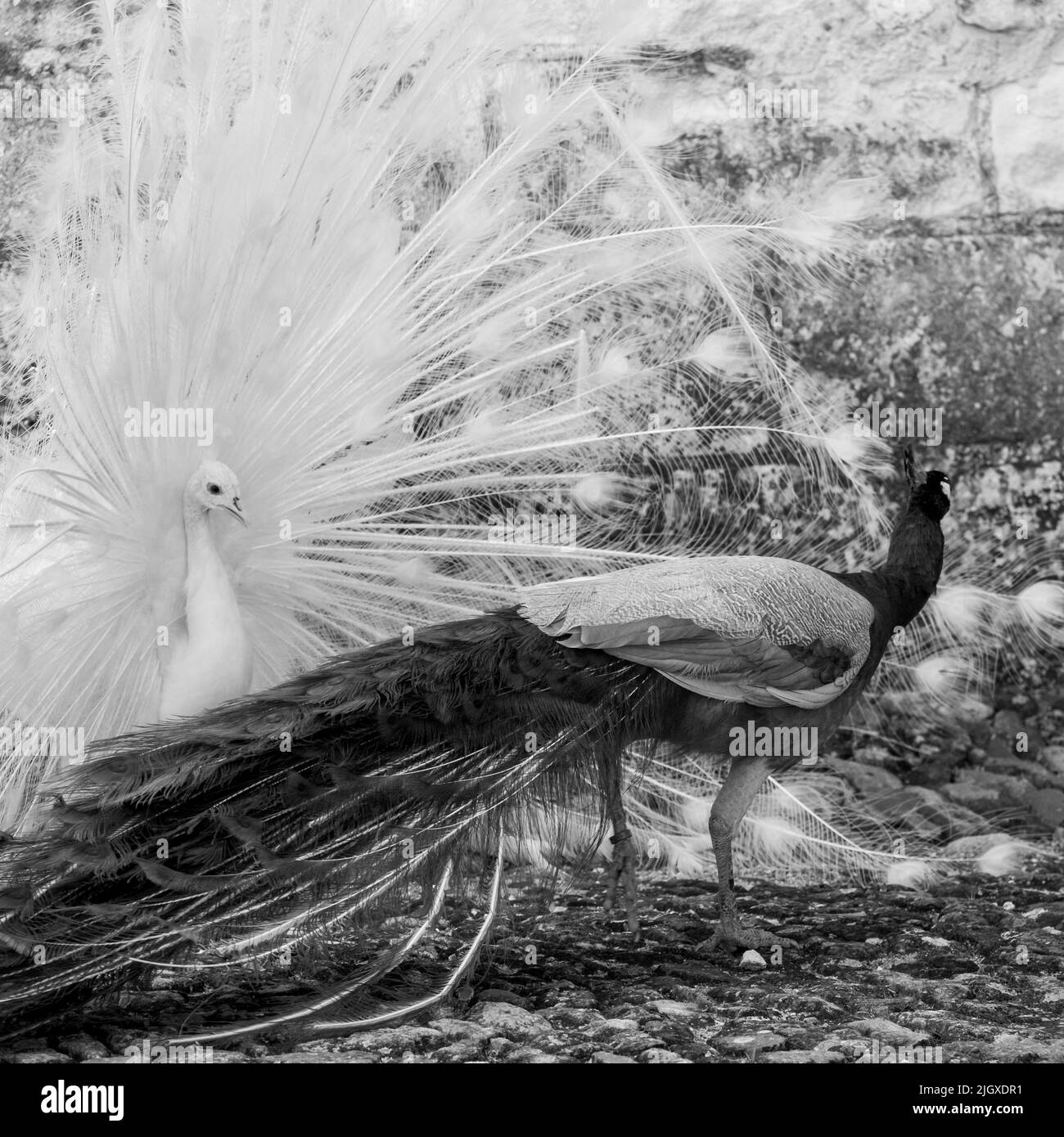 Two peafowl, one a white peahen and the other an opal peacock ...
