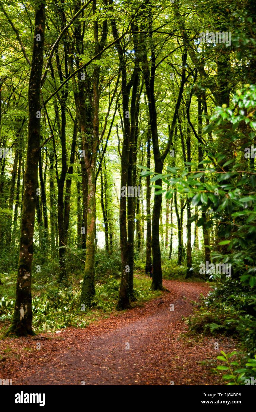 Virginia park lodge cavan hi-res stock photography and images - Alamy
