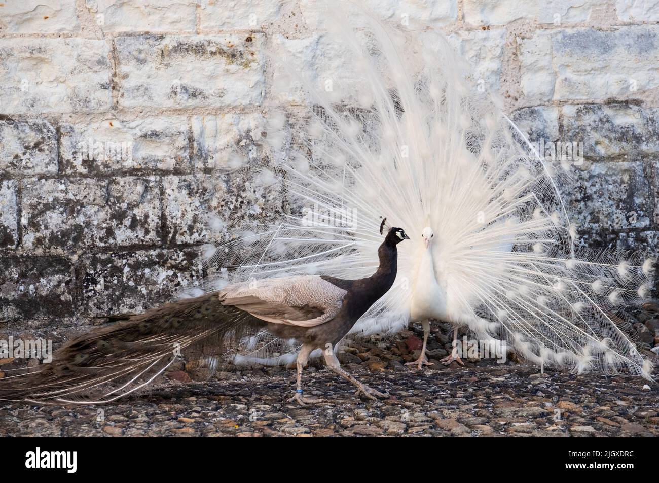 Two peafowl, one a white peahen and the other an opal peacock ...