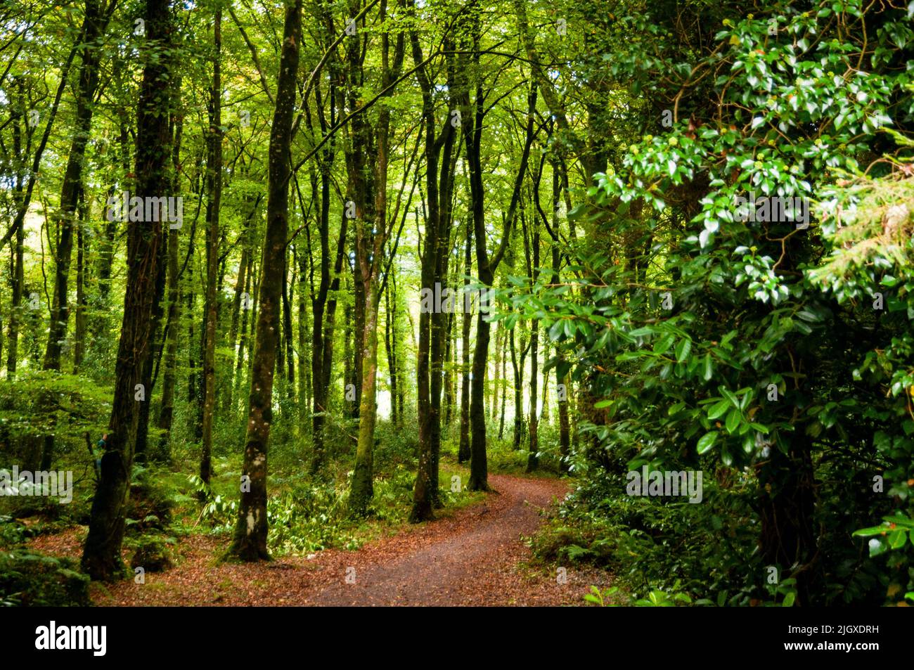 Pristine woodland private hi-res stock photography and images - Alamy