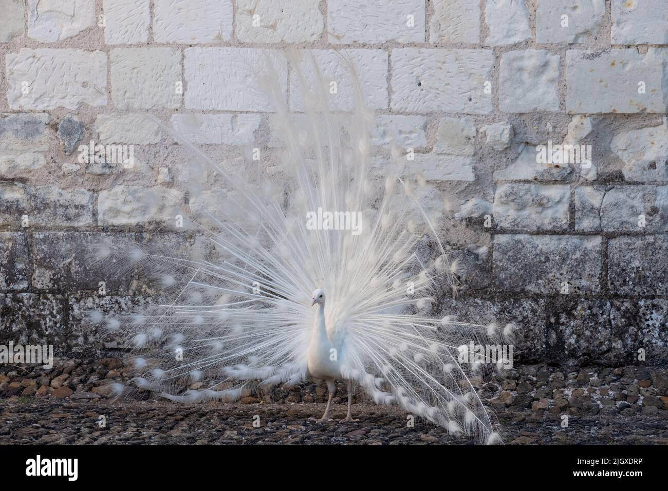 White peacock displaying its feathers as part of a mating ritual, in ...