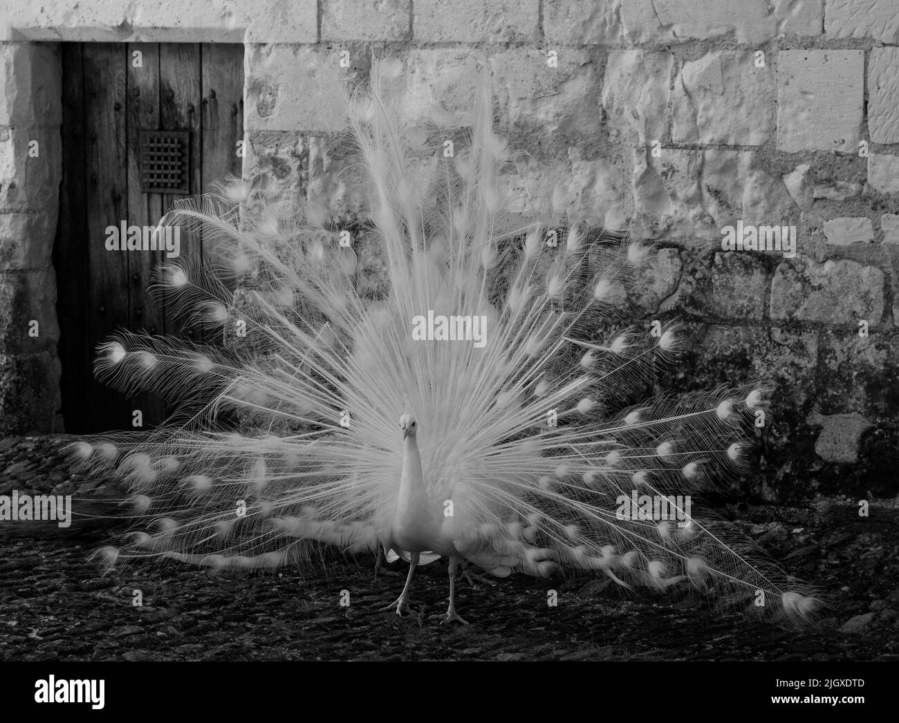 White peacock displaying its feathers as part of a mating ritual, in ...