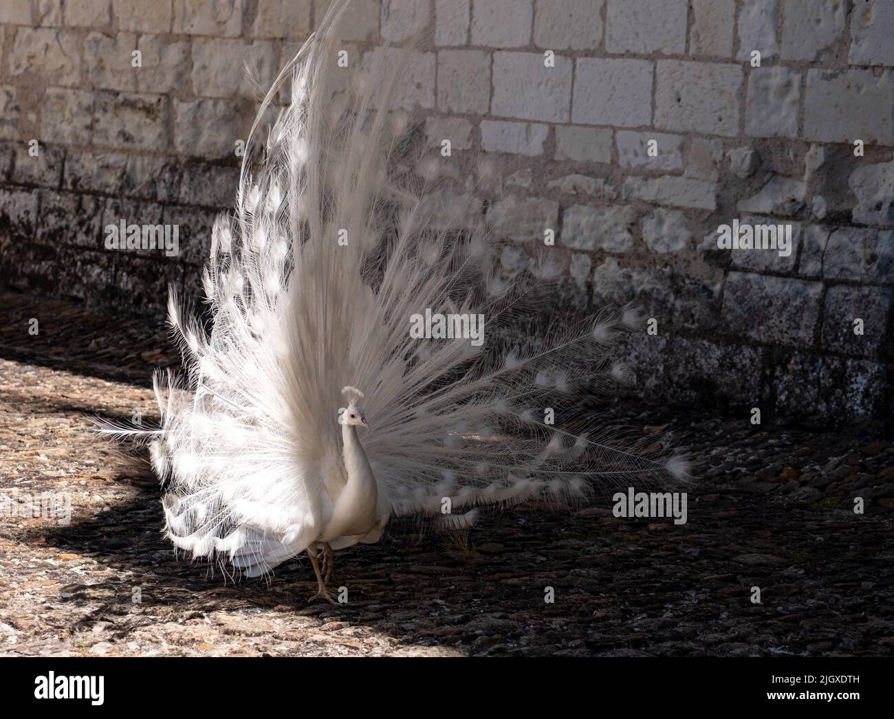 White peacock displaying its feathers as part of a mating ritual, in ...