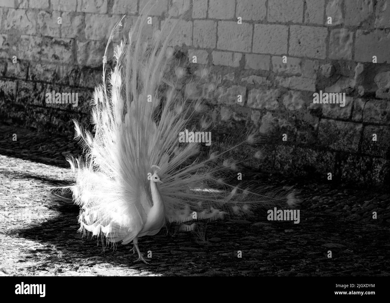 White peacock displaying its feathers as part of a mating ritual, in ...