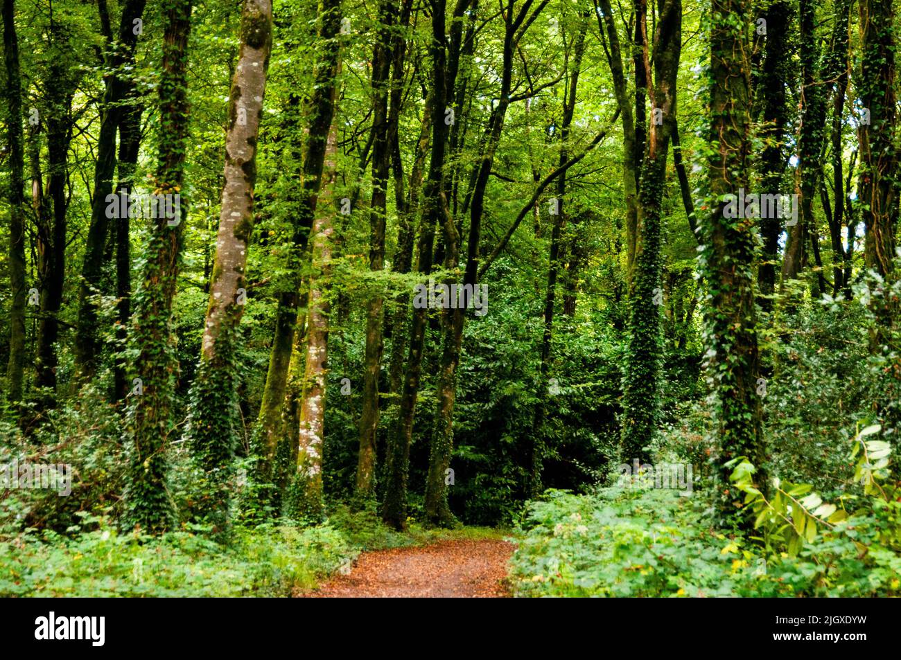 Deerpark woodlands in County Cavan, Virginia, Ireland Stock Photo - Alamy