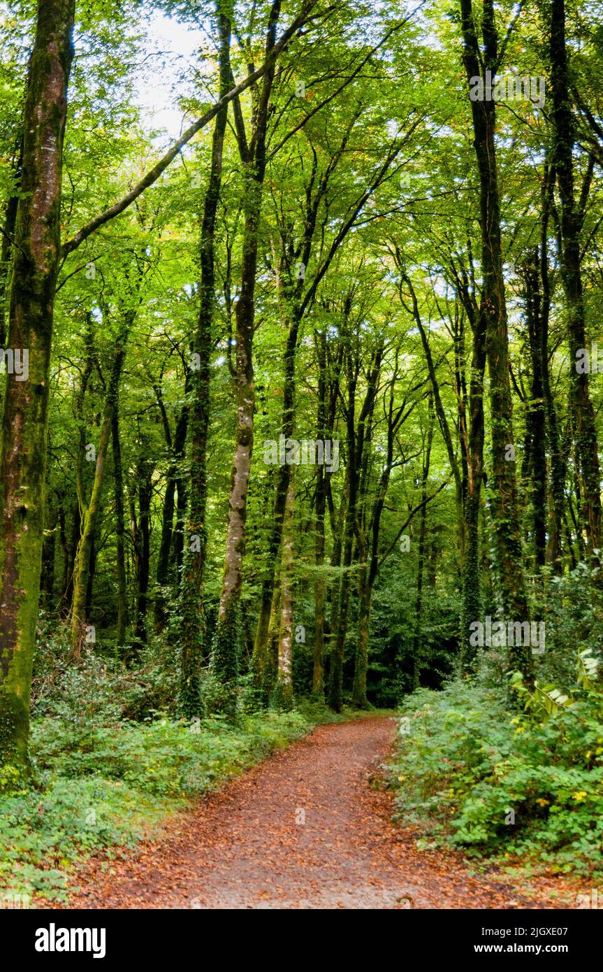 Deerpark woodlands in County Cavan, Virginia, Ireland Stock Photo - Alamy