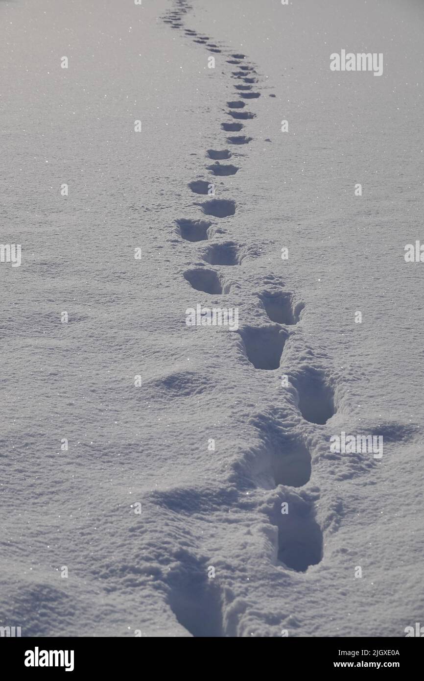 Human footprints in the snow Stock Photo - Alamy