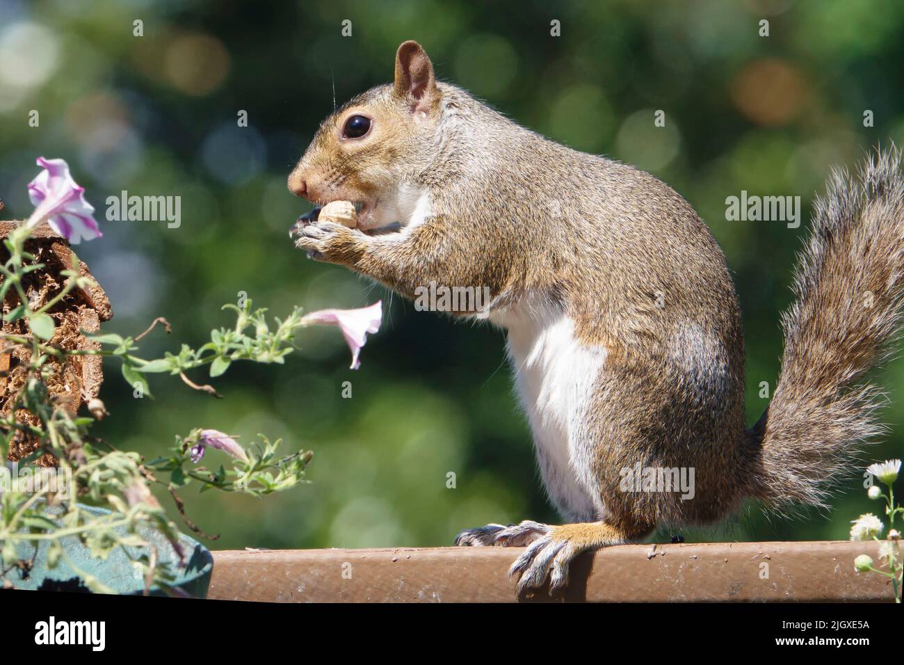 Squirrel nibbling a peanut hi-res stock photography and images - Alamy