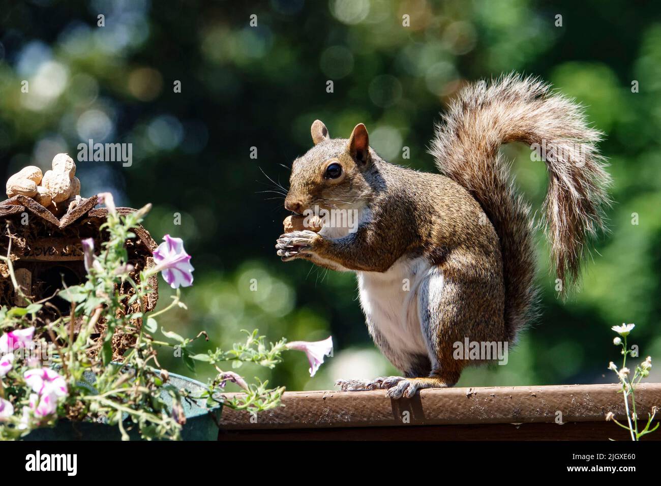 Squirrel nibbling a peanut hi-res stock photography and images - Alamy