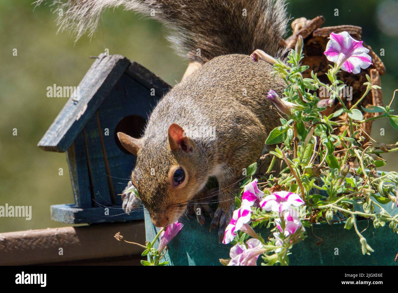 Squirrel nibbling a peanut hi-res stock photography and images - Alamy