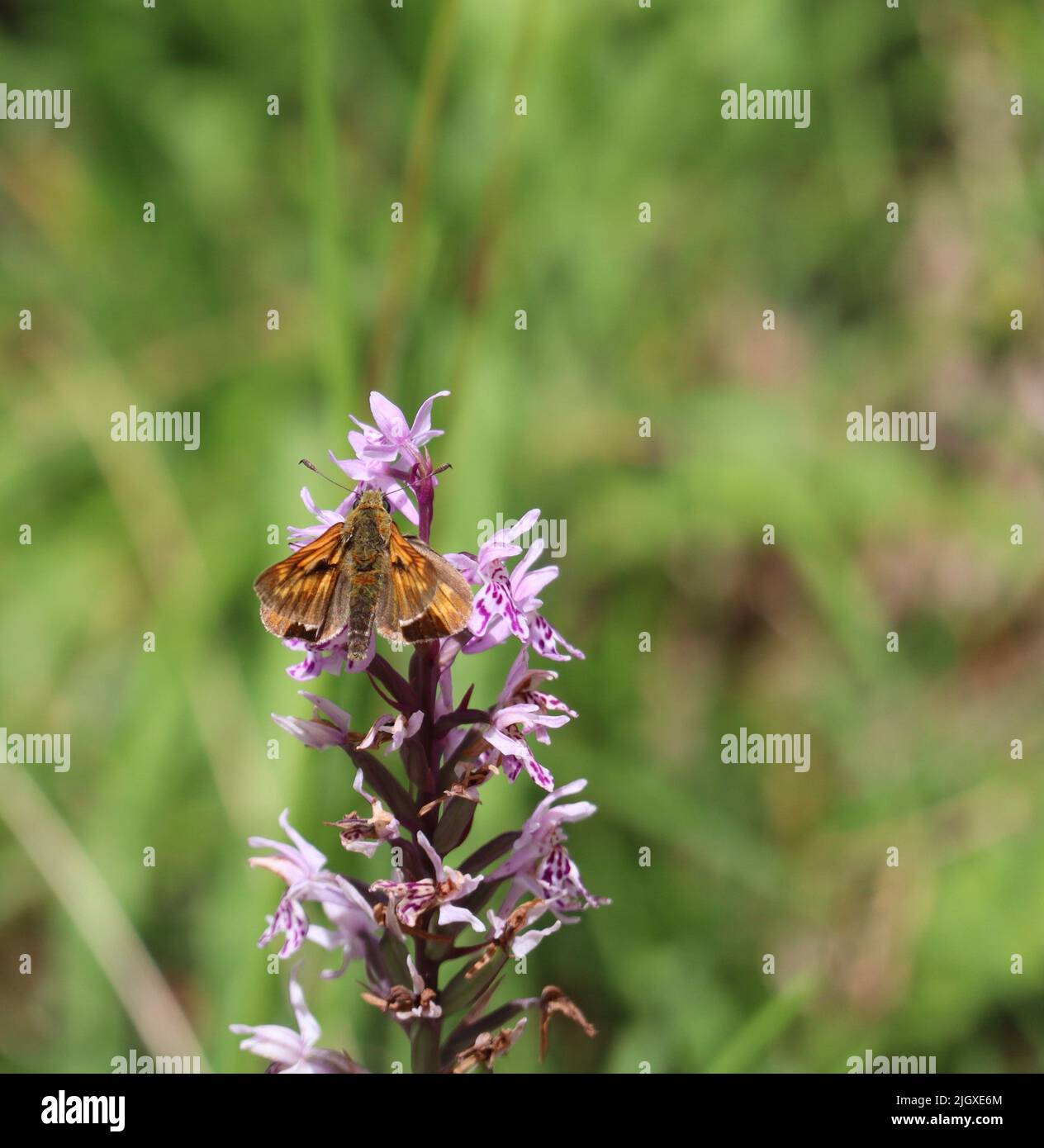 Rust colored flower hi-res stock photography and images - Alamy