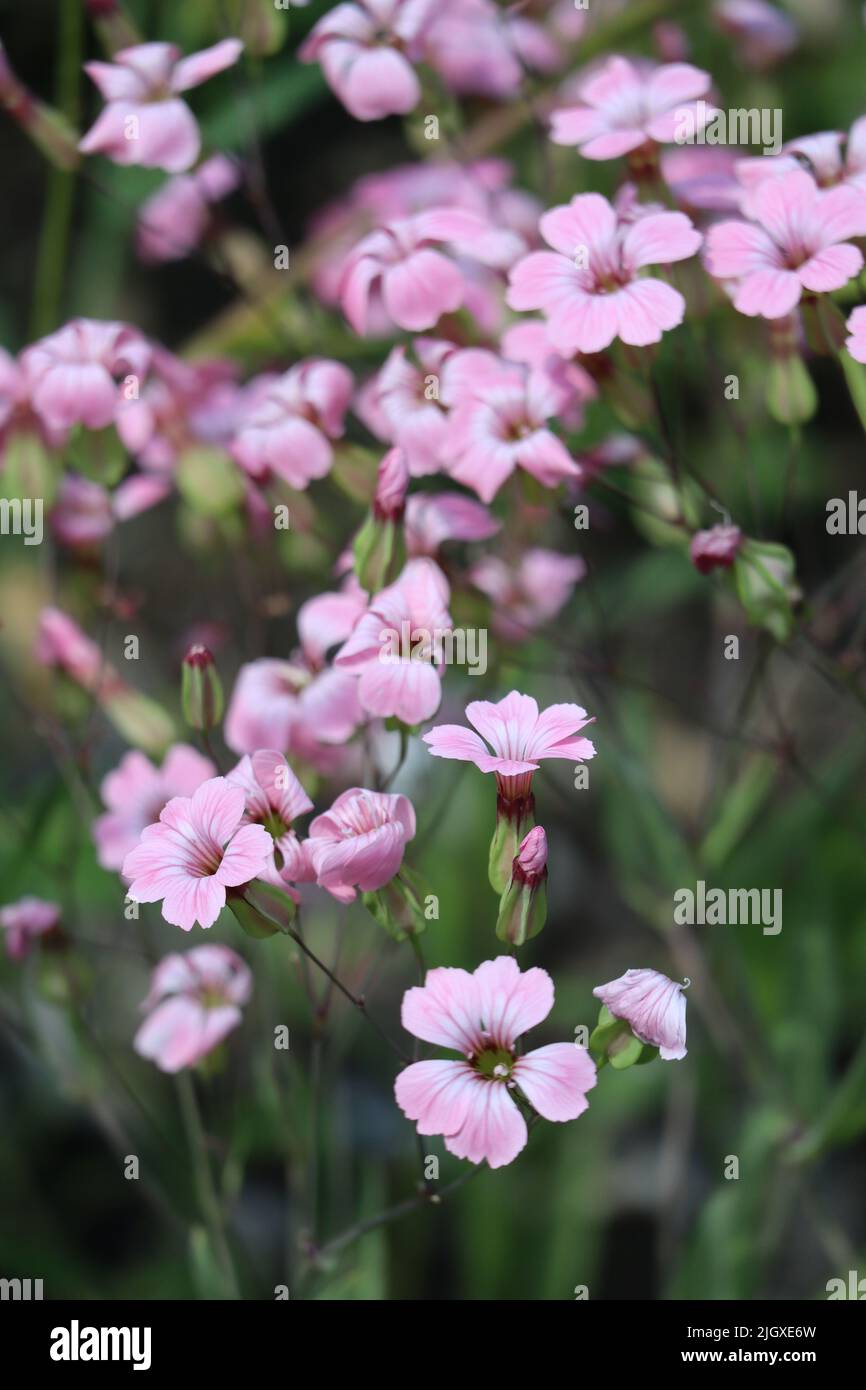 Cow basil bloom in a local Recreation area Stock Photo - Alamy