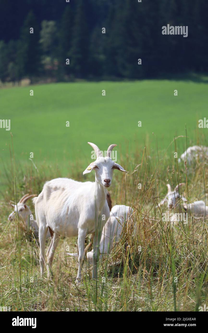 a Goat farm on an alpine Pasture Stock Photo - Alamy