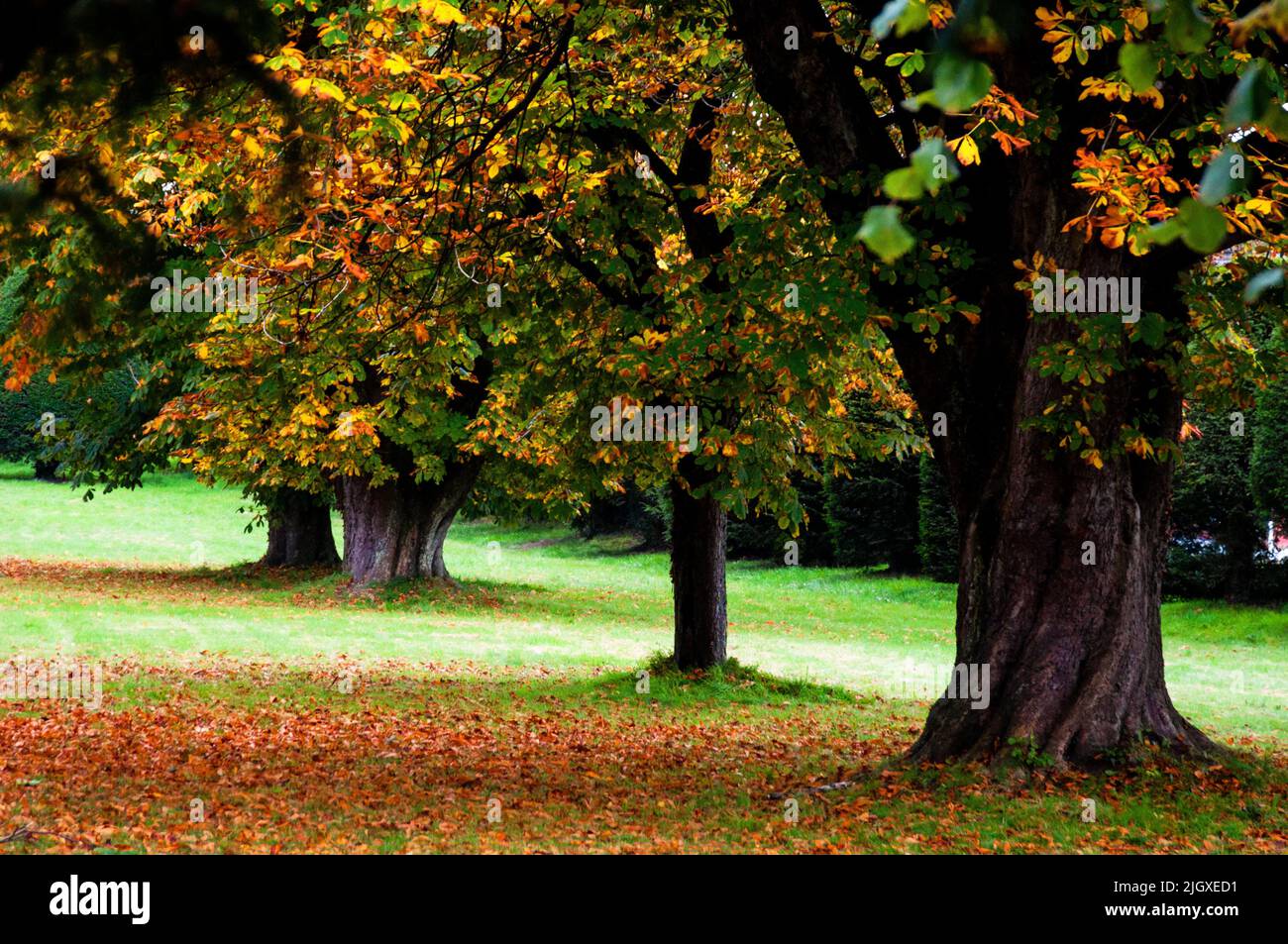 Virginia Park in Virginia, Ireland Stock Photo - Alamy