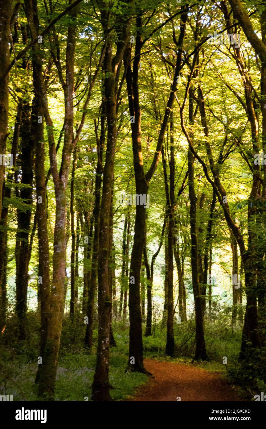 Historic woodlands trail at the Virginia Park Lodge in County Cavan ...