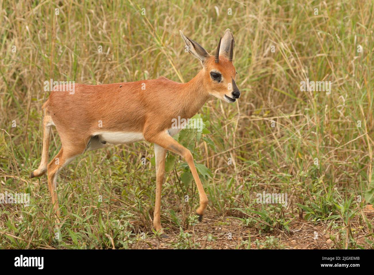 Afrikanische steenboks hi-res stock photography and images - Alamy