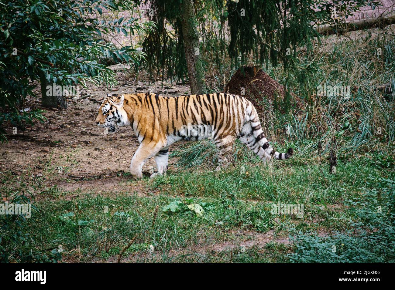 Siberian tiger. Elegant big cat. endangered predator. white,black ...