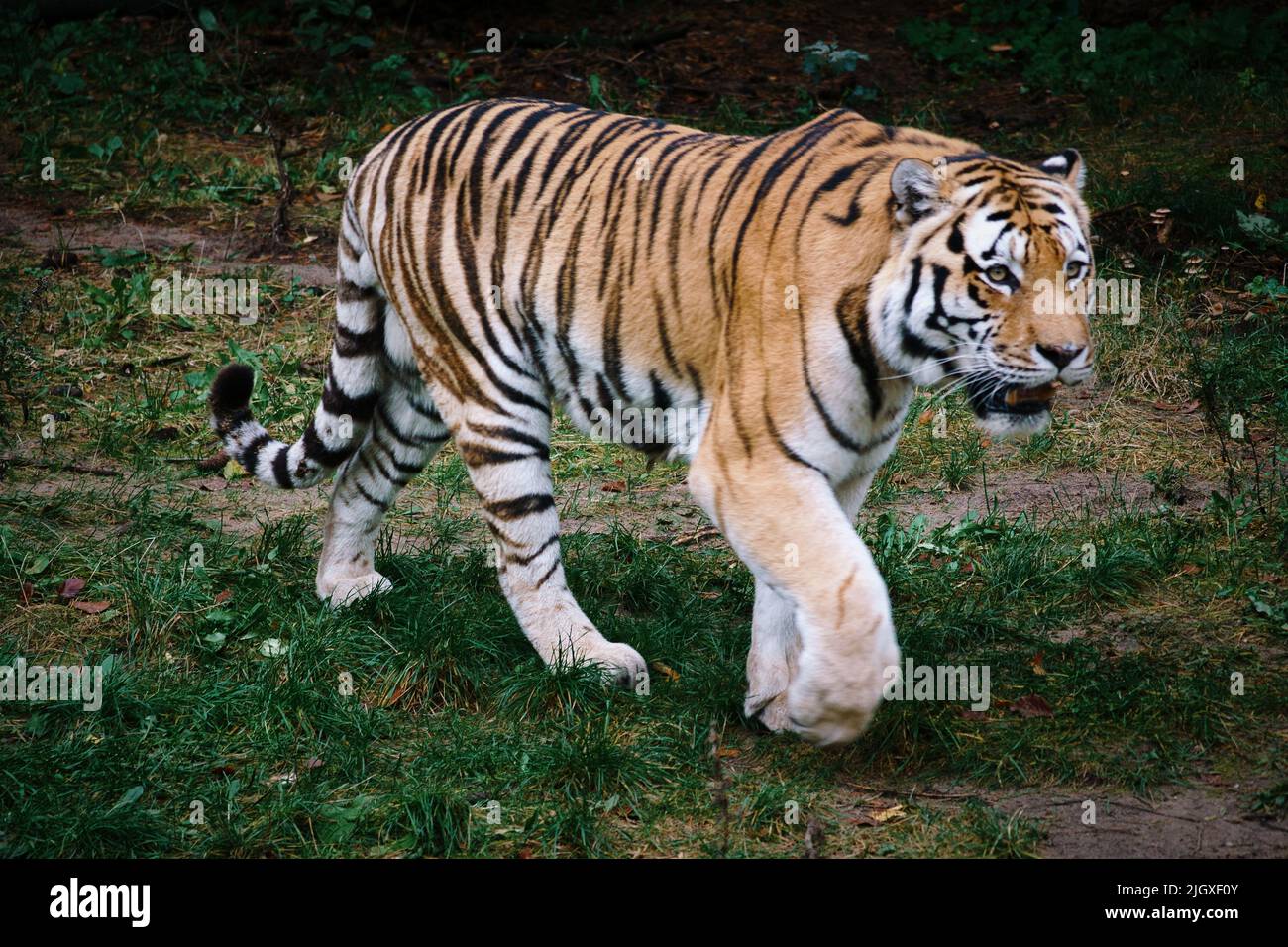 Siberian tiger. Elegant big cat. endangered predator. white,black ...