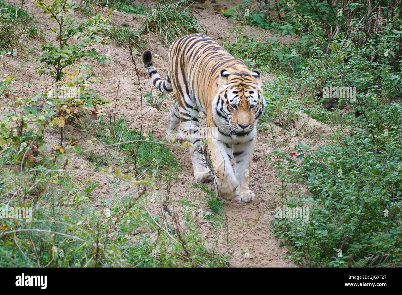 Tiger between trees and rock. Striped coat of elegant predators. Big ...