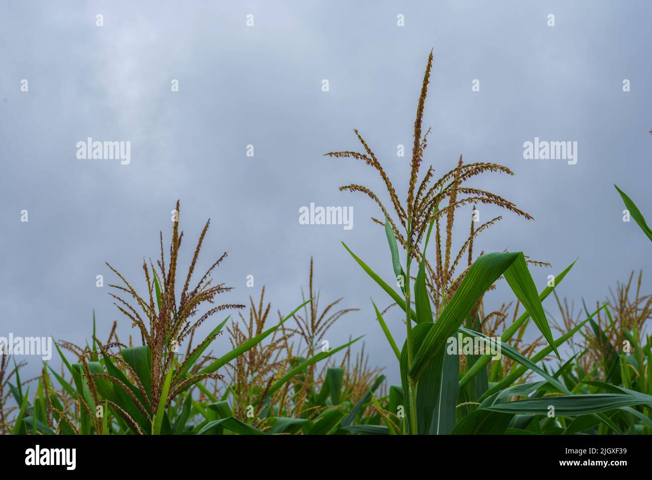Corn in the rainy season with little sunlight, affects the growth of ...