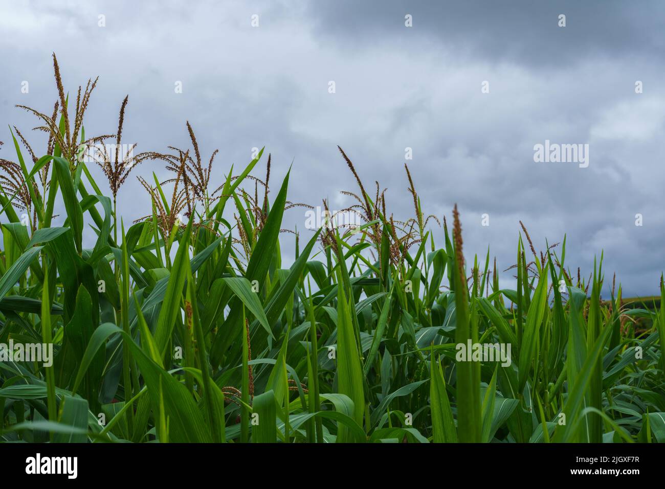 Corn in the rainy season with little sunlight, affects the growth of ...