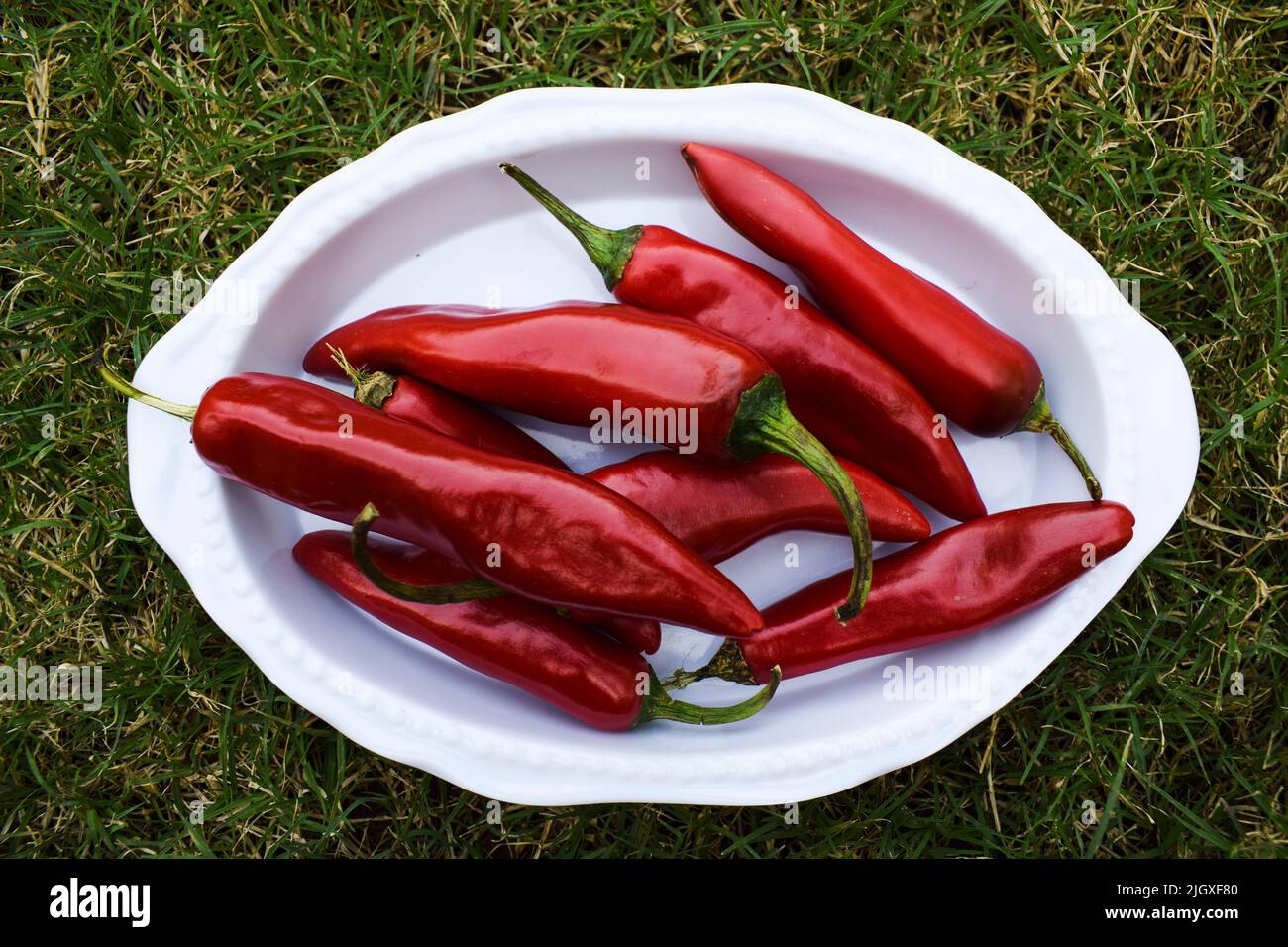 Thick Big Fresh red chilly vegetable. Hot red cayenne pepper or ...