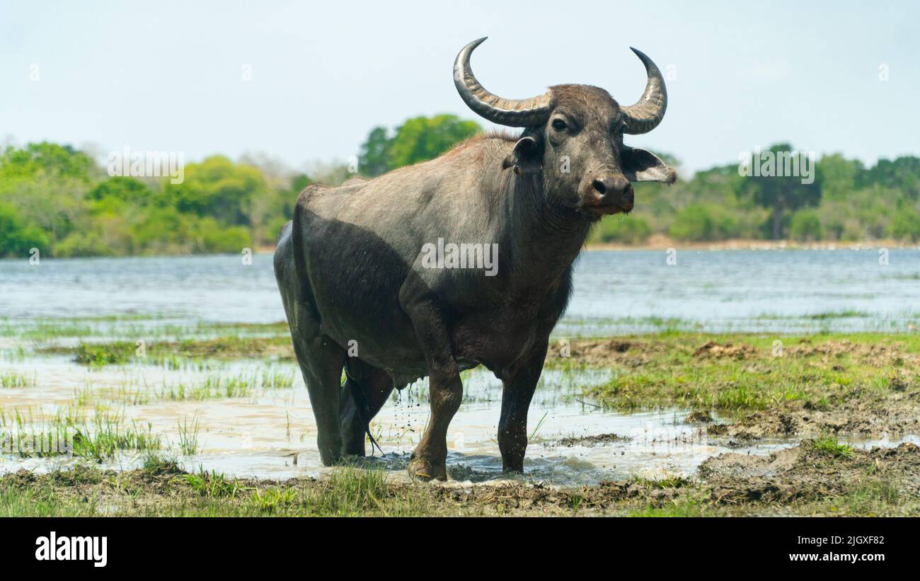 Buffalo in the national park of Sri Lanka Stock Photo - Alamy