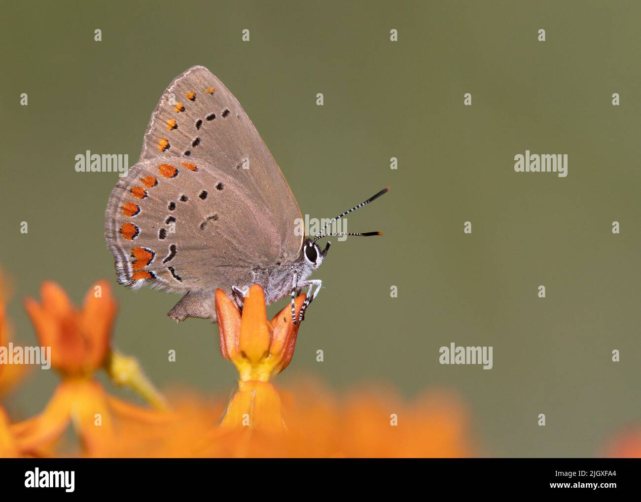 Coral Hairstreak (Satyrium titus) nectaring on Butterfly Milkweed ...