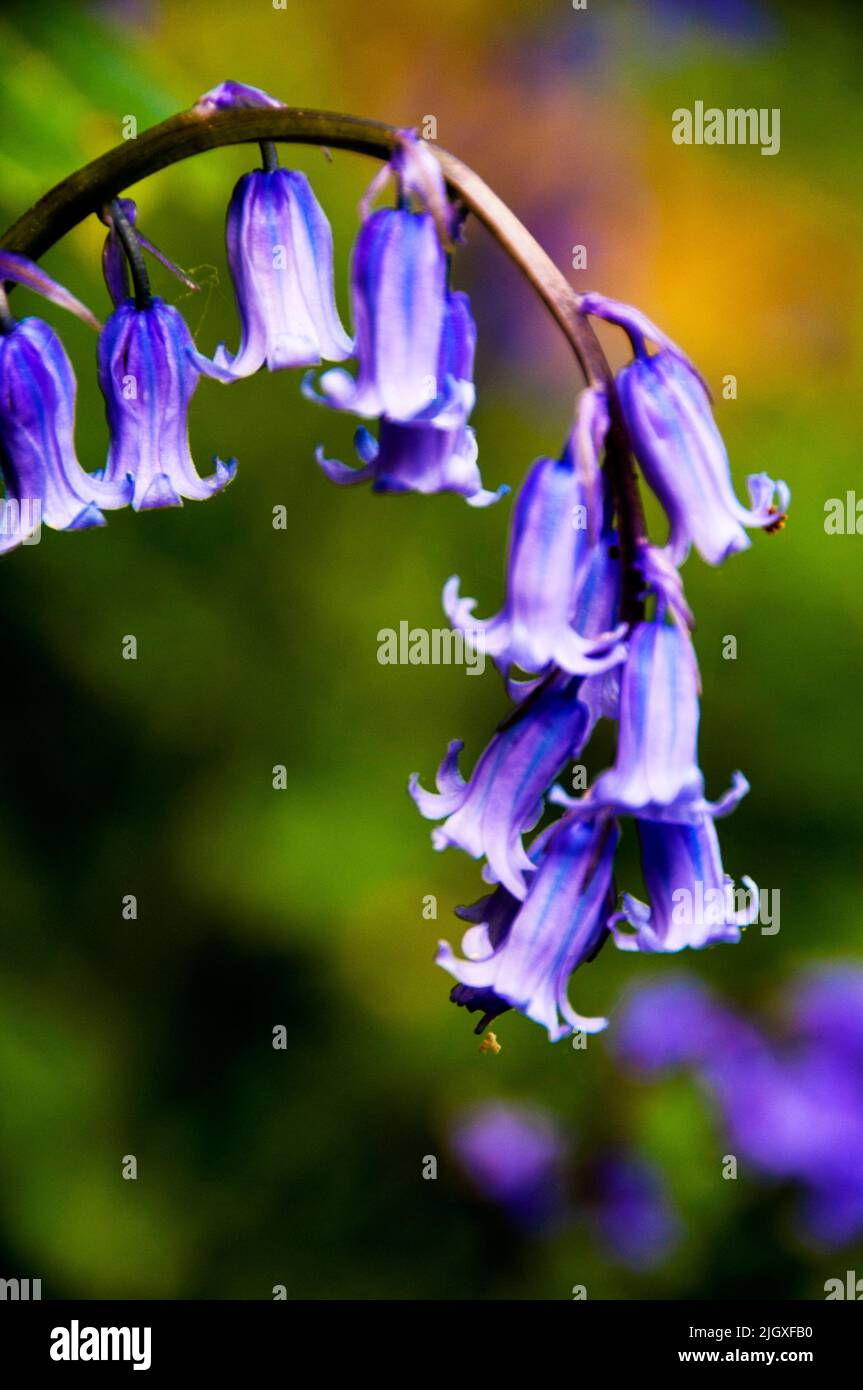 Virginia park lodge cavan hi-res stock photography and images - Alamy