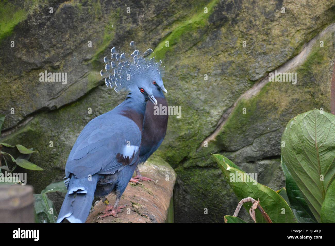 Fan bearing crowned dove hi-res stock photography and images - Alamy