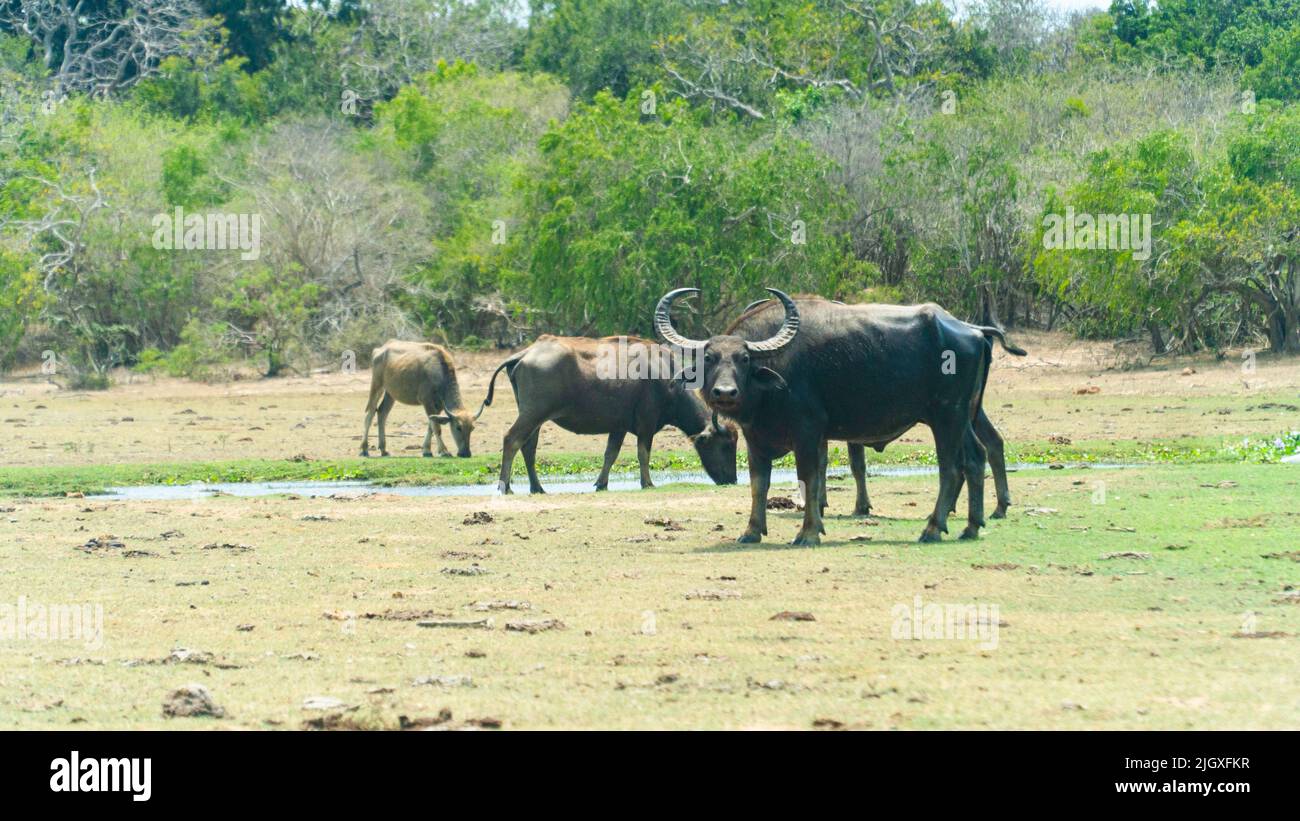 Buffaloes in the national park of Sri Lanka Stock Photo - Alamy