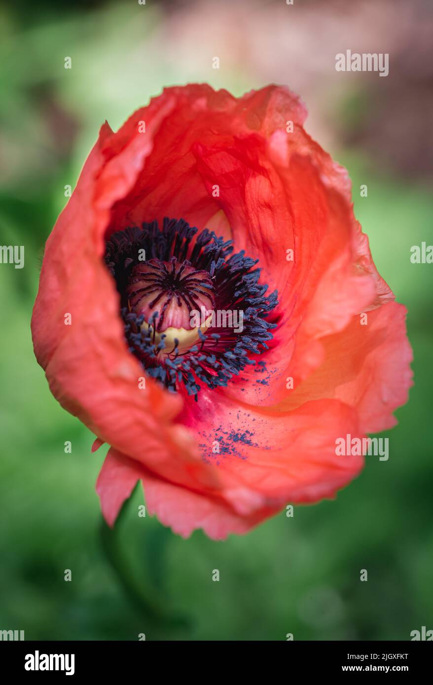 Inside a poppy flower hi-res stock photography and images - Alamy
